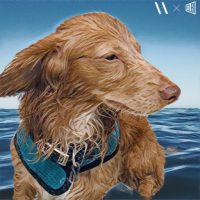 Journey with Freddie – Freddie the Free Range Dachshund